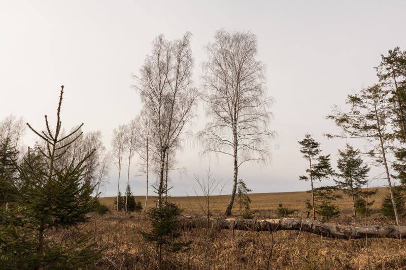 Scenic View Forest Many Trees Partially Dead Green Clear Sky Background ...