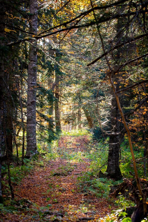 Scenic View of a Forest Pathway through Autumn Trees Stock Photo ...