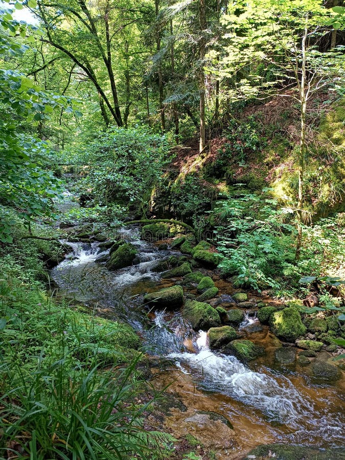 Scenic View of a Forest Stream Flowing Over Moss-covered Rocks Under a ...