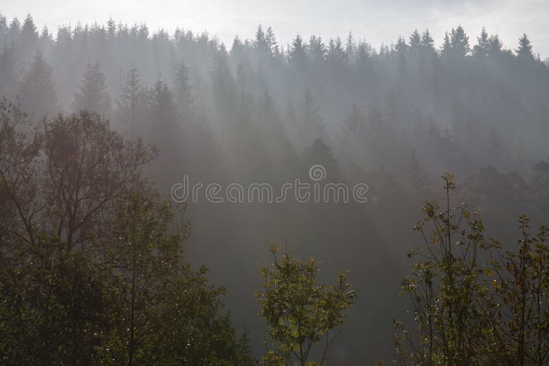 Scenic View of a Forest with Sun Rays Shining in the Sky Stock Photo ...