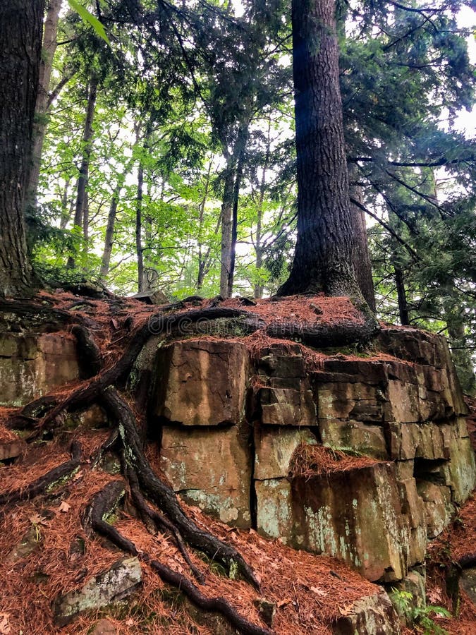 Scenic View In Forest At Dells Of Eau Claire County Park In Wisconsin ...