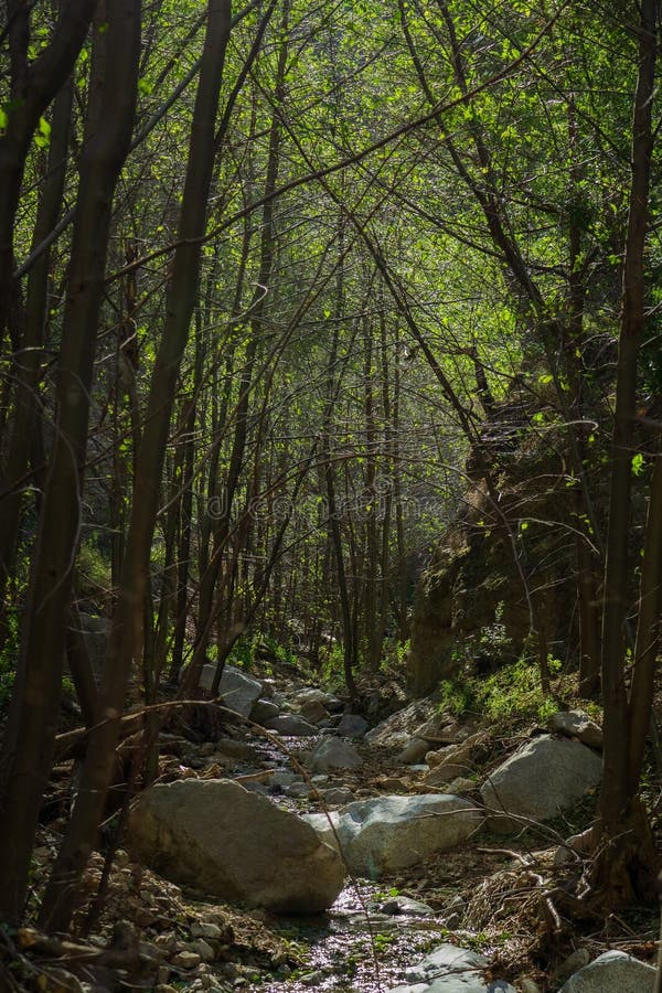 Scenic View of a Forested Mountain Side Featuring a Rocky Path, Angeles ...