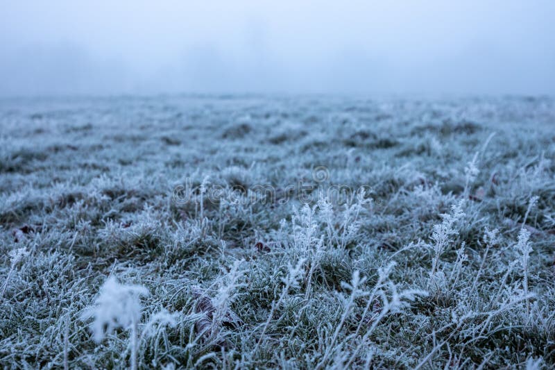 Scenic View of Frozen Grass on a Field in Winter Stock Photo - Image of ...