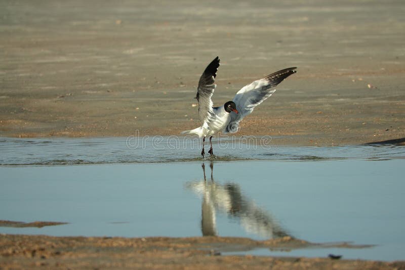 Scenic View of a Funny Seagull with His Reflection in a Puddle Stock ...