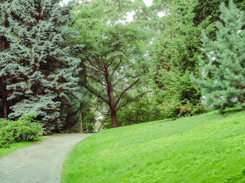 Garden with Various Pine Trees Stock Image - Image of pine, pathway ...