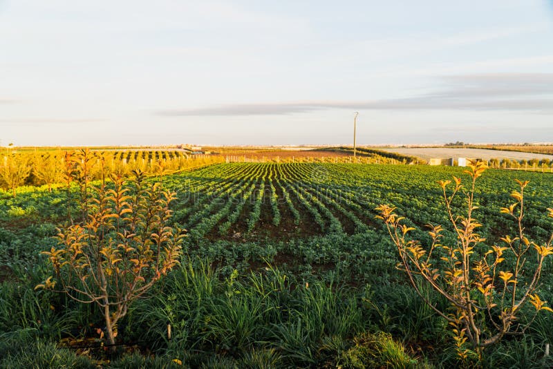 Scenic View of a Green Field - Meknes, Morocco Stock Image - Image of ...