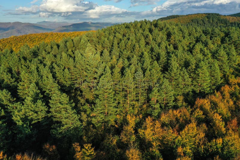Scenic View of Green Forest Stock Image - Image of colored, overhead ...