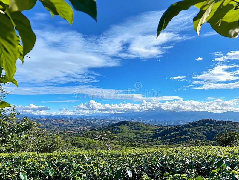 Scenic View of Green Tea Plantation with Blue Sky Stock Illustration ...