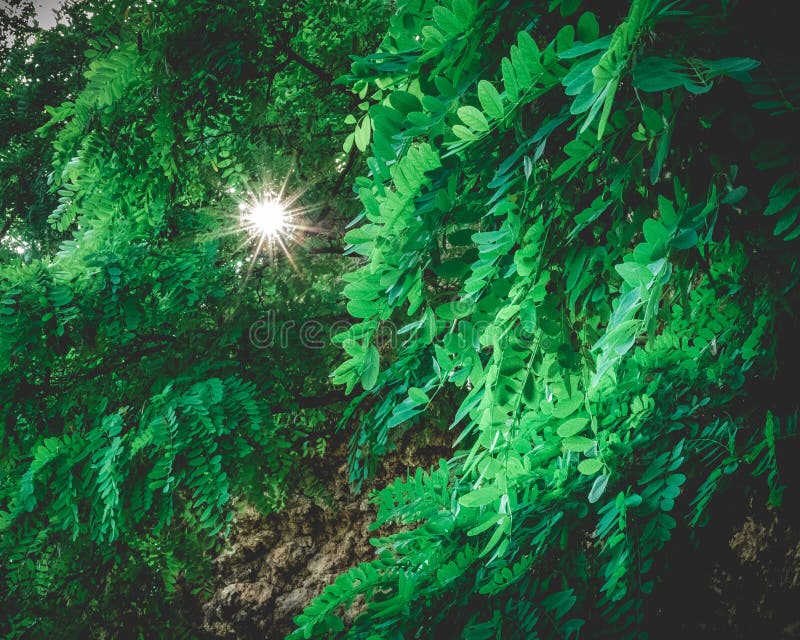 Scenic View of Green Tree Leaves in a Forest Stock Photo - Image of ...