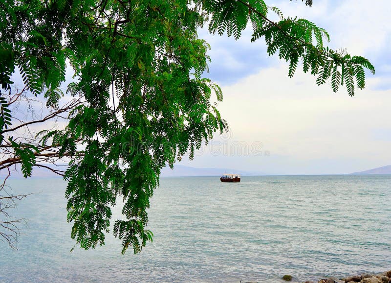 Scenic View of a Green Tree Over the Sea with a Ship Sailing in the Sea ...