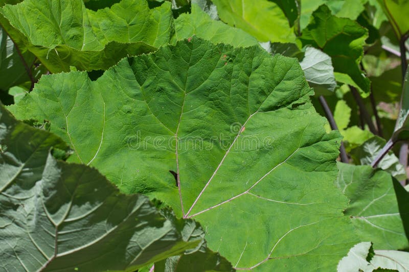 Scenic View of Green Tropical Plants Growing in a Park Stock Photo ...