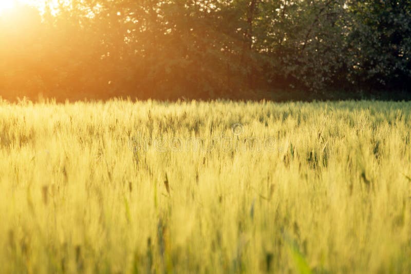 Scenic View of Greenfield Near a Forest with Bright Sunlight in the ...