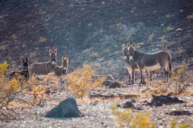Scenic View of a Herd of Donkeys in a Desert Stock Image - Image of ...