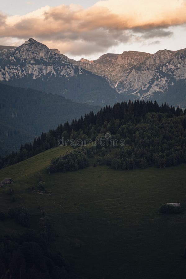 Scenic View of a Hillside with Numerous Trees Dotting the Landscape ...