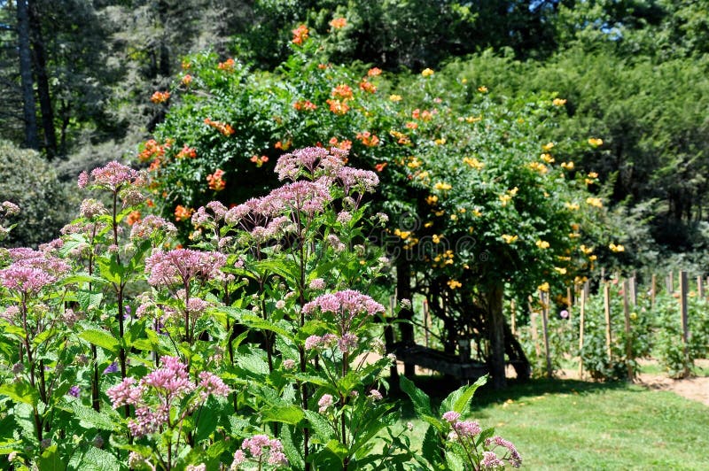 Scenic View of Joe Pye Weed in a Garden in Front of a Honeysuckle Arbor ...