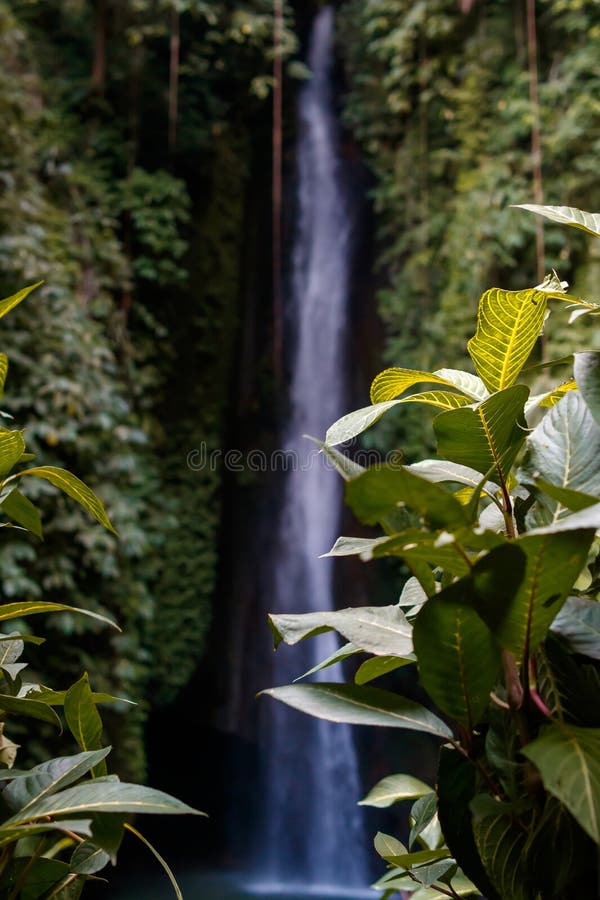 Scenic View of Leke-leke Waterfall in Tropical Forest of Bali Stock ...