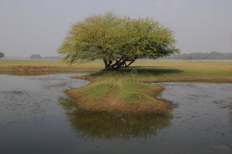Scenic View of a Lone Tree on the Side of a Pond Under a Gloomy Sky ...
