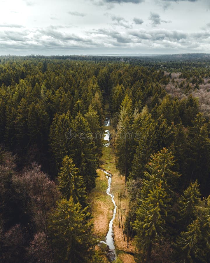 Scenic View of a Lush Forest with a Narrow Stream in the Countryside ...