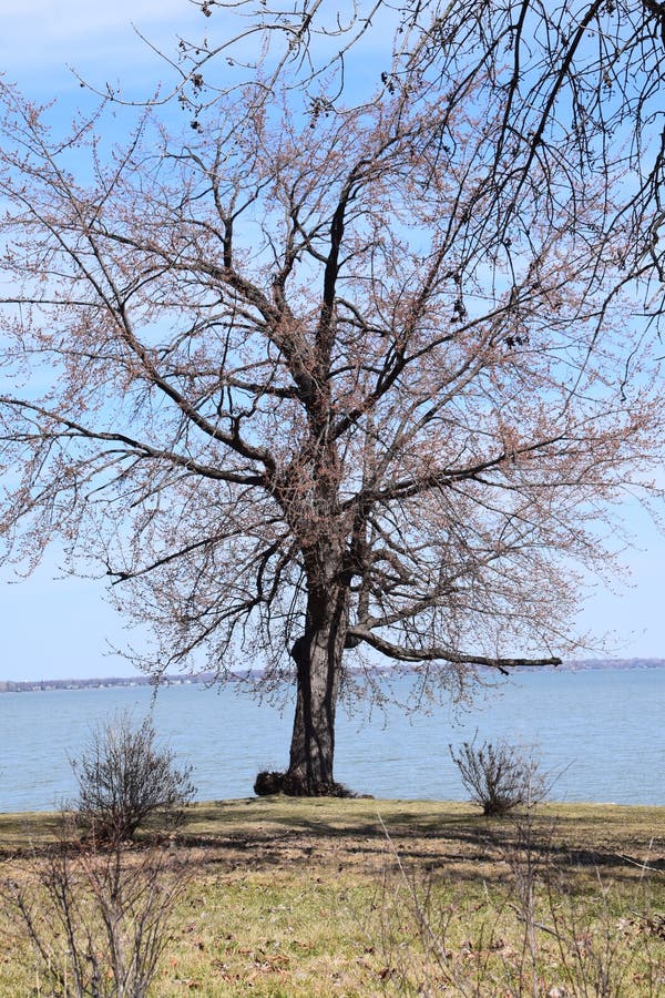Scenic View of Montreal from Perrot Island Stock Image - Image of ...