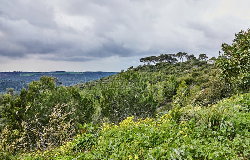 Scenic View from Mount Carmel in Haifa with Coniferous and Deciduous ...
