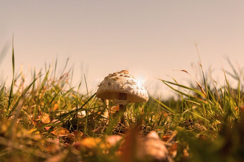 Scenic View of a Mushroom Growing in an Open Field with the Sun Barely ...
