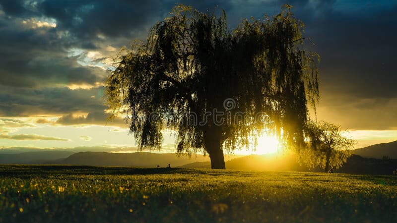 Big tree in sunset stock photo. Image of orange, dusk - 146712188