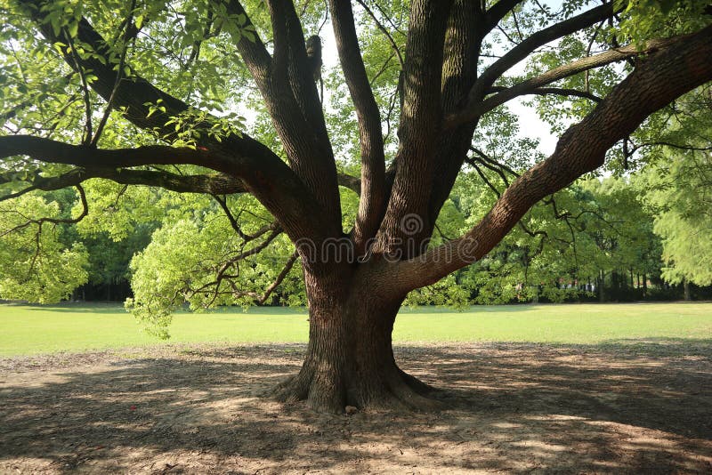 Scenic View of an Oak Tree in a Park Stock Photo - Image of lush ...