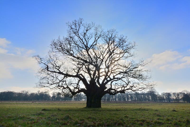 Scenic View of an Old Bare Oak Tree in an Open Field Against a Clear ...