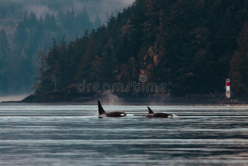 Scenic View of Orcas Swimming in the Sea with Mountains in the ...