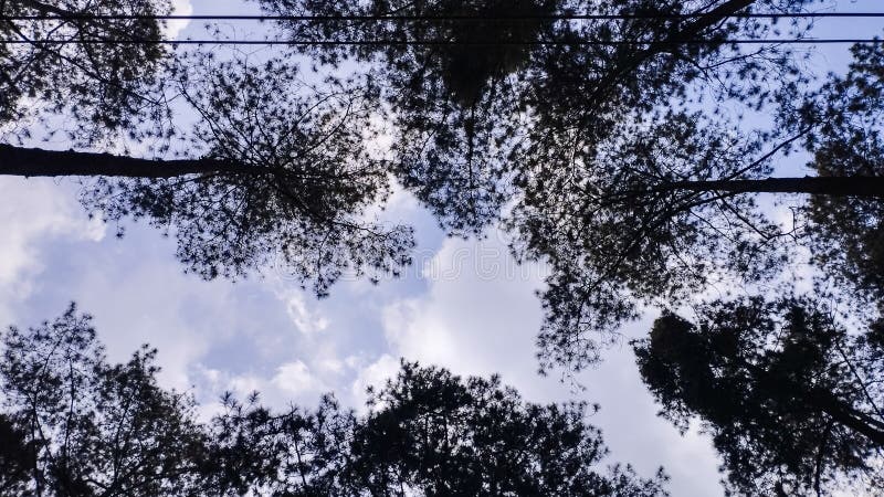 Scenic View at Orchid Forest in Lembang, Bandung, West Java. Stock ...