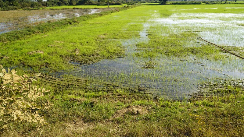 Scenic View Over Rice Field in Cambodia Stock Image - Image of meadow ...