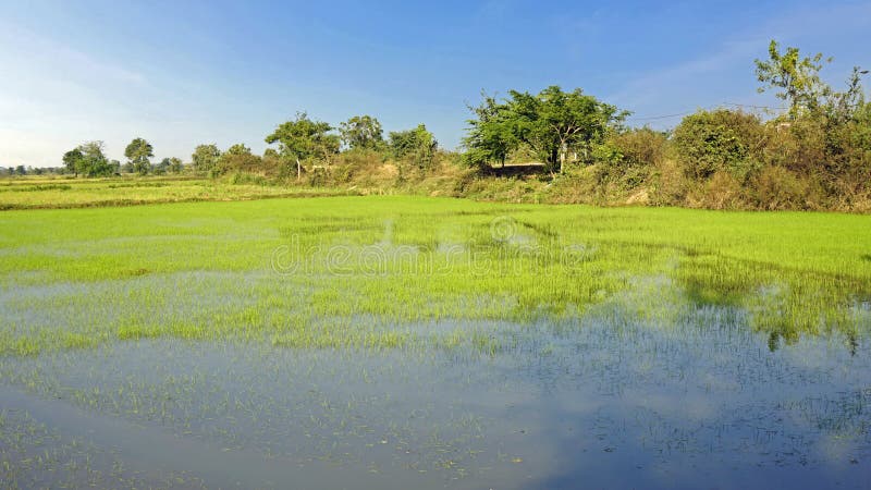 Scenic View Over Rice Field in Cambodia Stock Image - Image of cambodia ...
