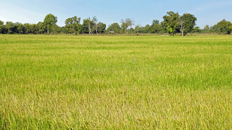 Scenic View Over Rice Field in Cambodia Stock Image - Image of blue ...