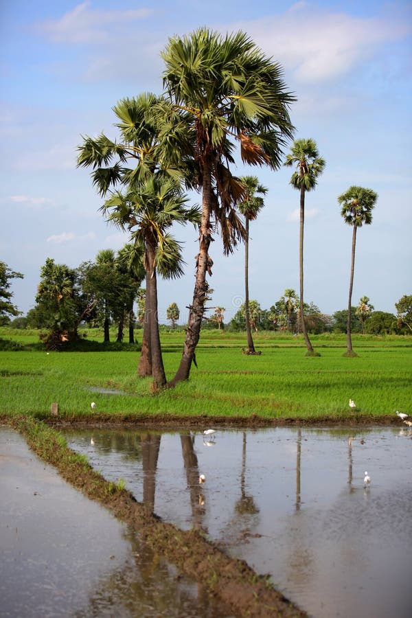 Paddy Fields In India Picture. Image: 30101177