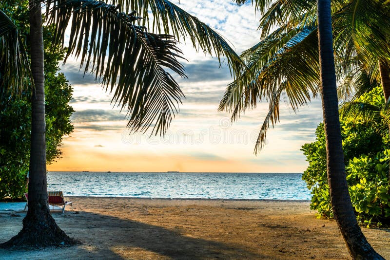 Scenic View of Palm Trees and Beach Stock Photo - Image of relax ...