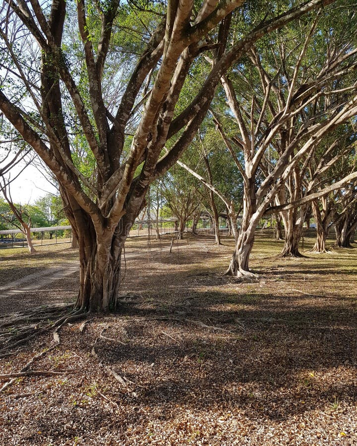 Scenic View of Park during Afternoon Sky Stock Image - Image of green ...
