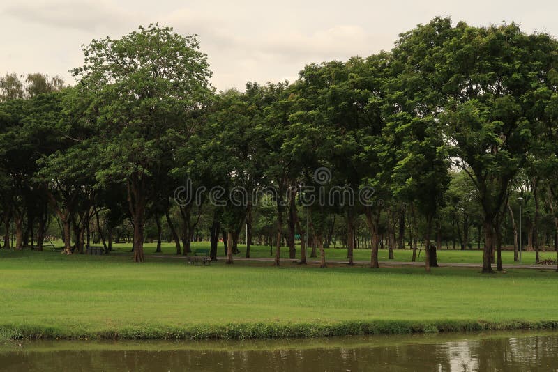 Scenic View in a Park by a Lake Stock Photo - Image of lake, meadow ...