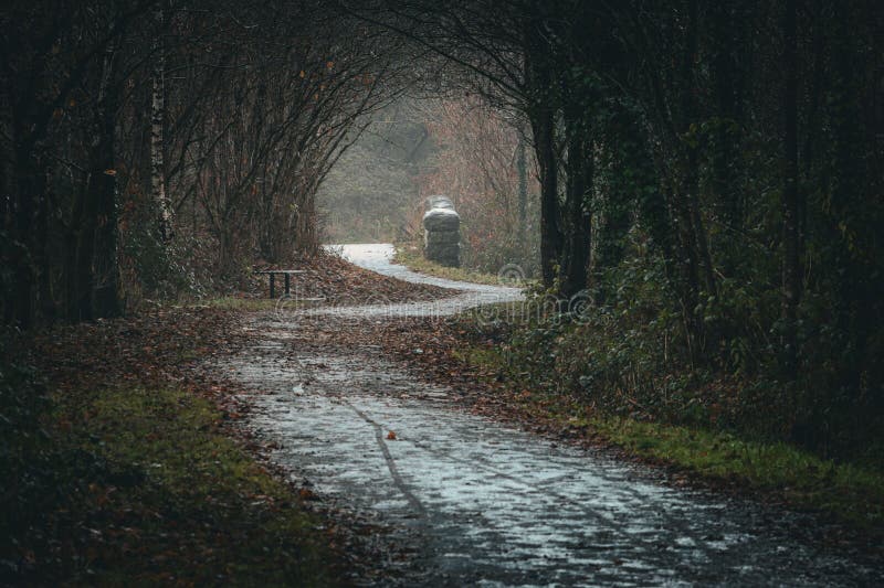 Scenic View of a Path Covered with Leaves in the Canyon Trail, Mountain ...