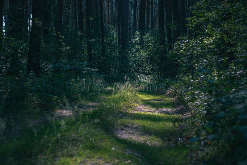 Scenic View of a Path Covered with Some Grass Going through a Forest ...