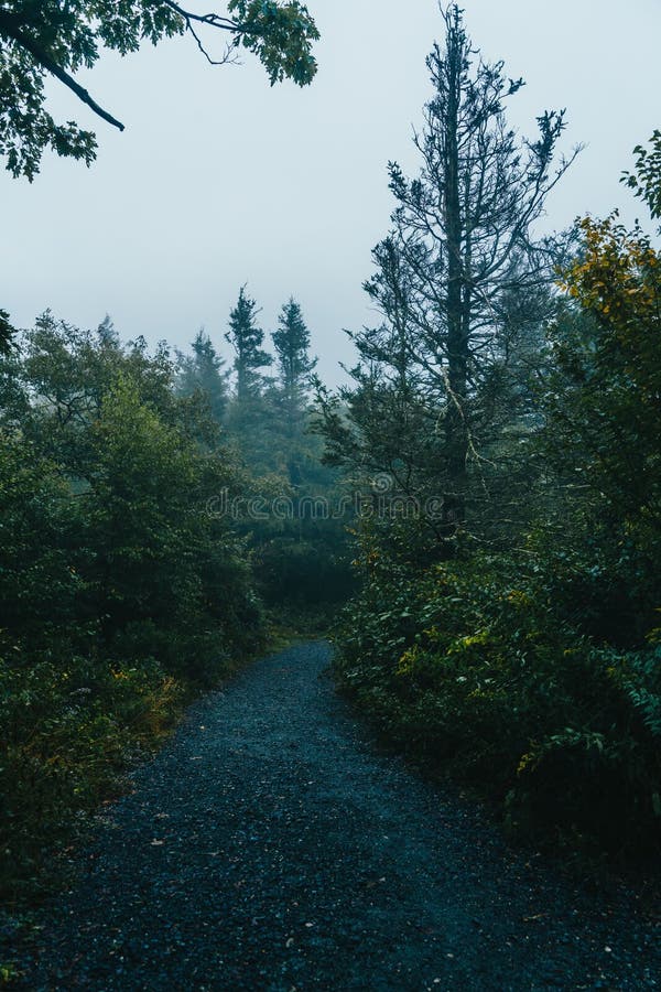 Scenic View of a Path Snaking through a Dense, Fog-covered Forest ...