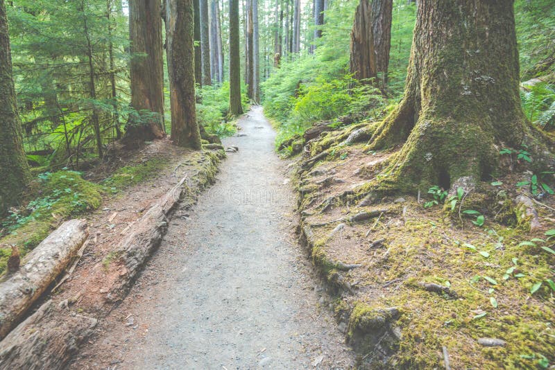 Scenic View of Path Way in the Forest with Sun Light Stock Photo ...