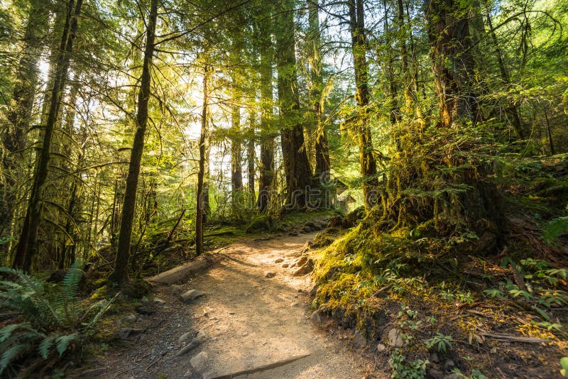 Scenic View of Path Way in the Forest with Sun Light Stock Image ...
