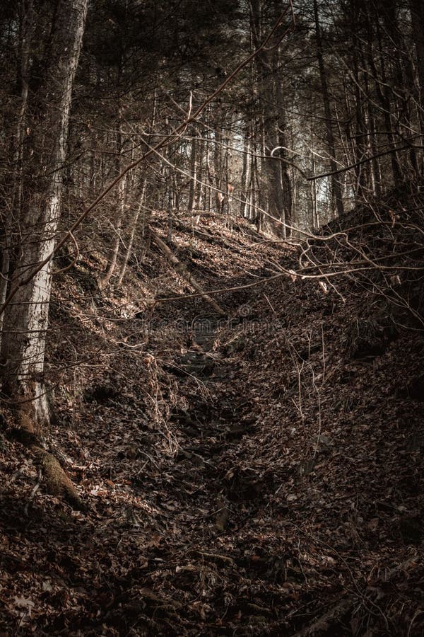 Scenic View of a Path Winding through a Dense Forest Stock Image ...