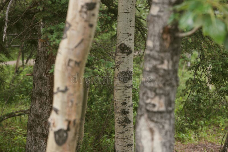 Scenic View of a Peaceful Forest in Spring, Showing a Cluster of Trees ...