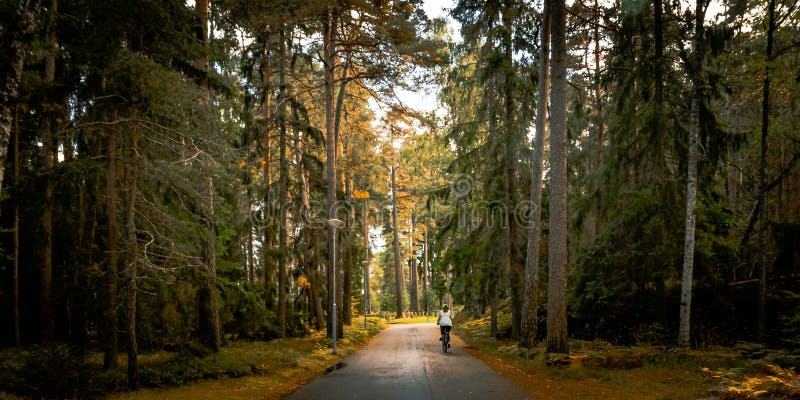 Scenic View of a Person Riding a Bicycle in a Forest with Pine Trees ...