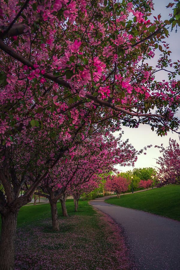 Pink Flower Trees Lining a Spring Park Stock Photo - Image of calgary ...
