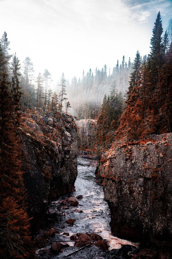 Scenic View of a Pristine River Flanked by Majestic Pine Trees on the ...