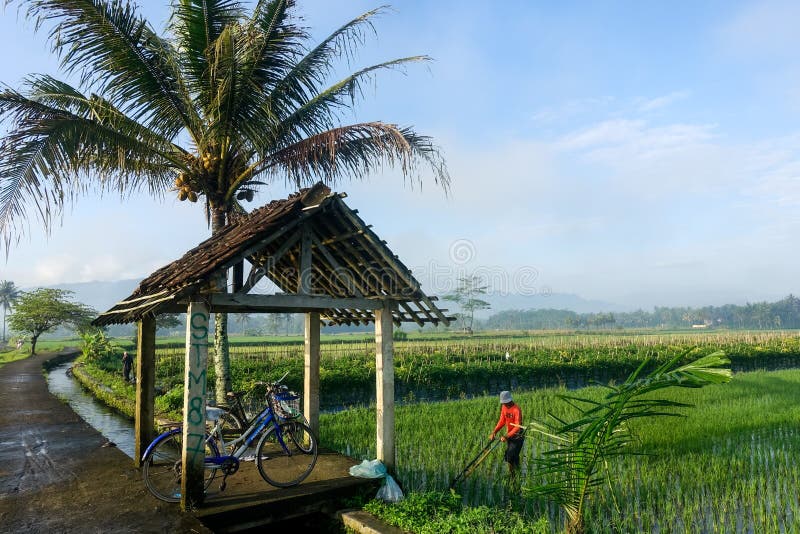 Indonesia Farmer Harversting Rice in Rice Field, April 15th 2019 ...