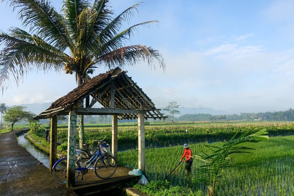 Scenic View of the Rice Fields in Magelang Central Java Indonesia with a Farmer Plwing the ...