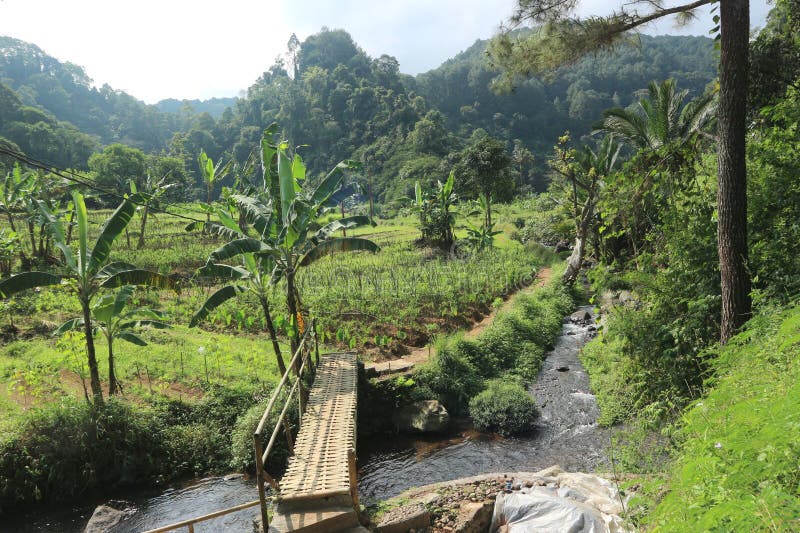 Scenic View of Rice Paddy Field and River in Indonesia Stock Photo ...